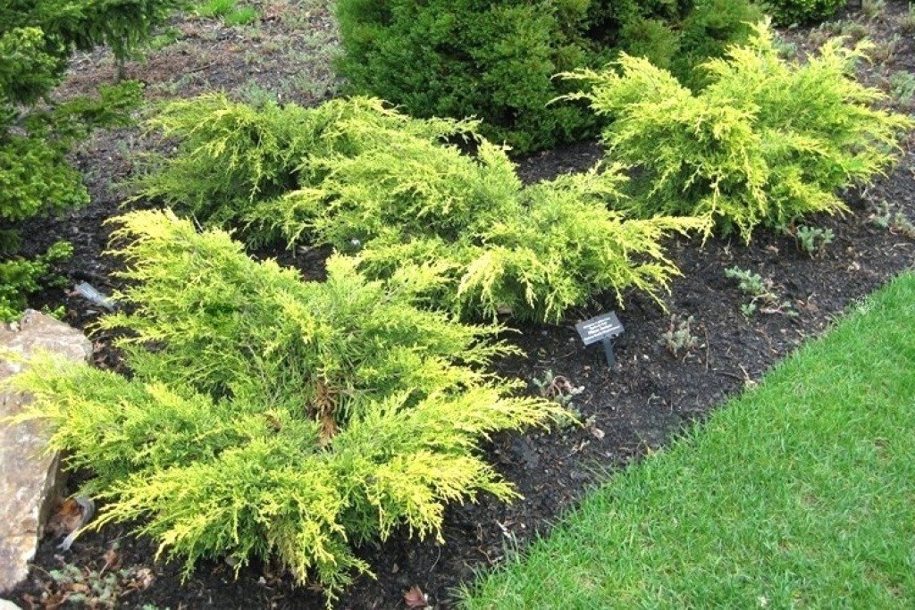 Jałowiec Pfitzera Saybrook Gold Juniperus pfitzeriana