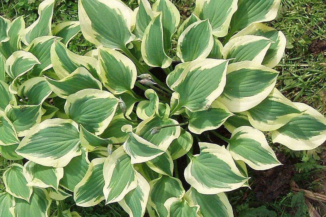 Funkia Pilgrim Hosta