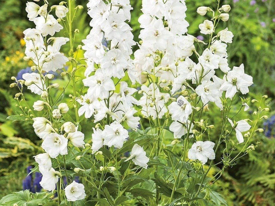 Ostróżka - odmiany, uprawa, pielęgnacja - krzewyozdobne.net