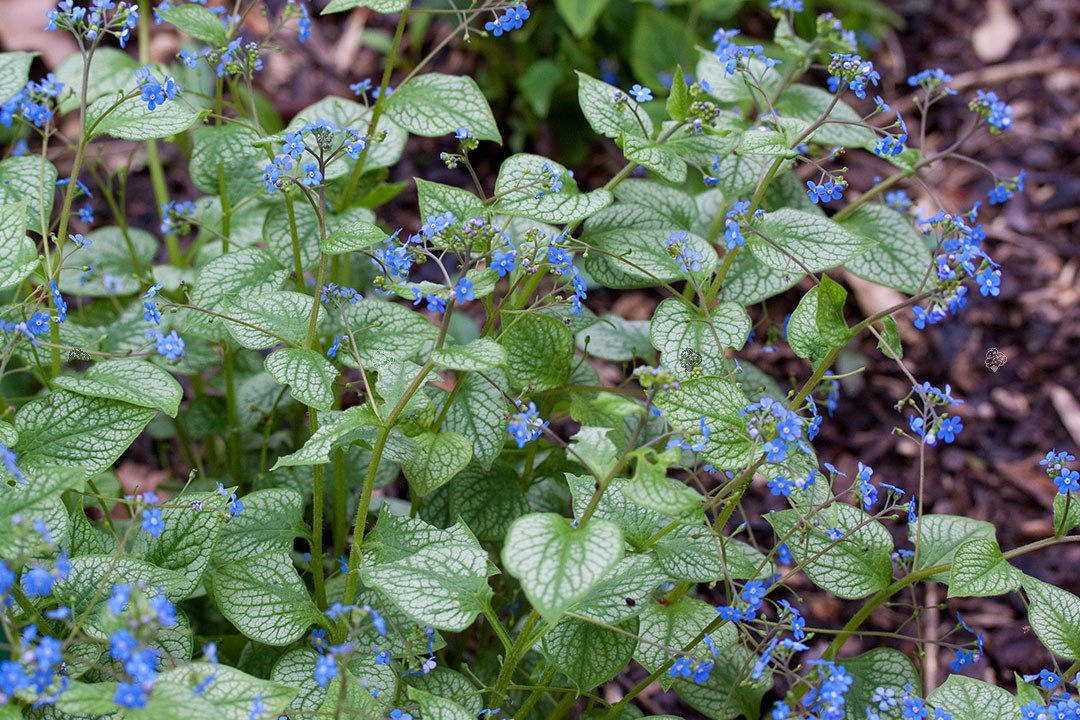 Brunera - uprawa, pielegnacja, wymagania - sklep krzewyozdobne.net