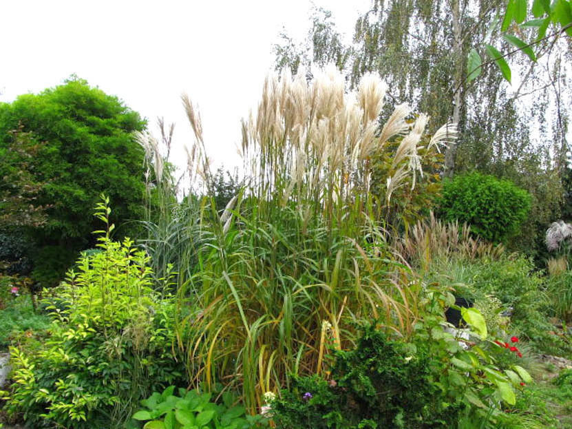 Miskant chiński Ballerina Miscanthus sinensis C2