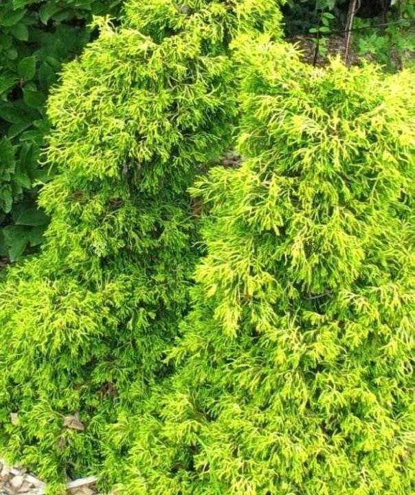 Cyprysik tępołuskowy Tsatsumi Gold Chamaecyparis obtusa C2