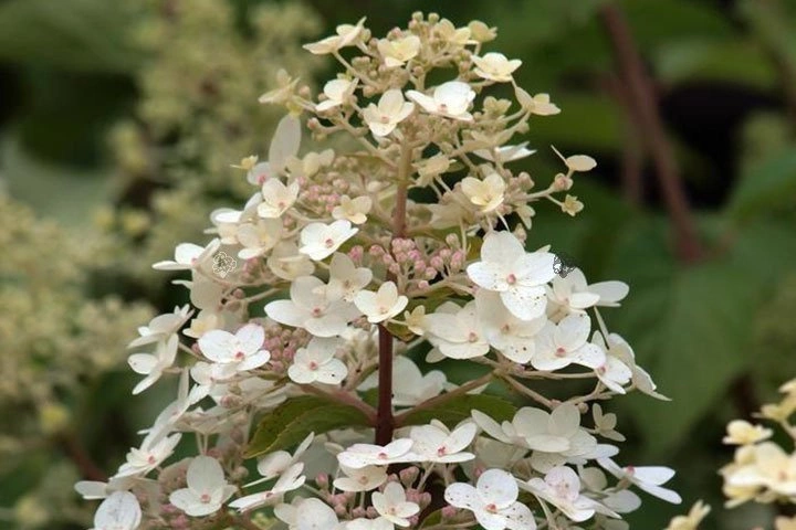 Hortensja bukietowa Unique Hydrangea paniculata P9
