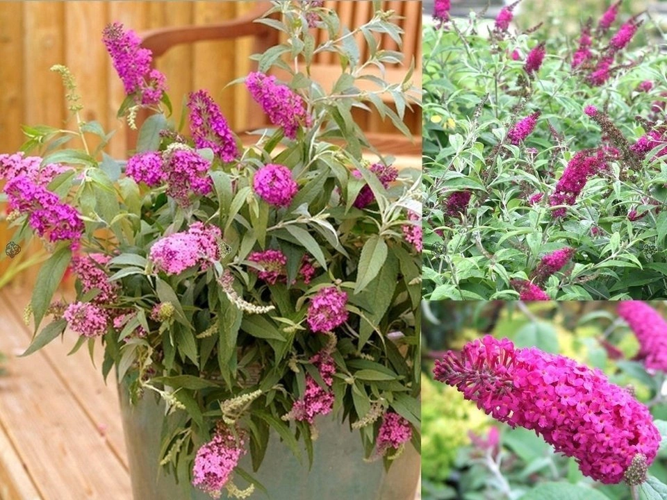 Budleja Miss Ruby PBR Buddleja C2