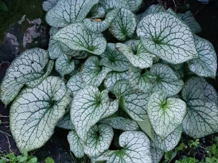 Brunera wielkolistna Alexander's Great PBR Brunnera macrophylla C3