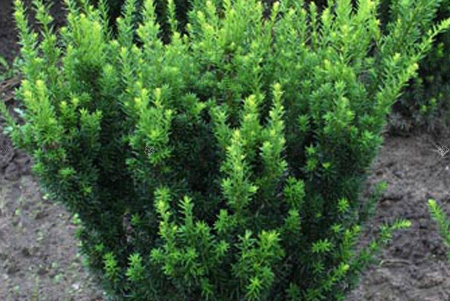 Cis pośredni Green Mountain Taxus media