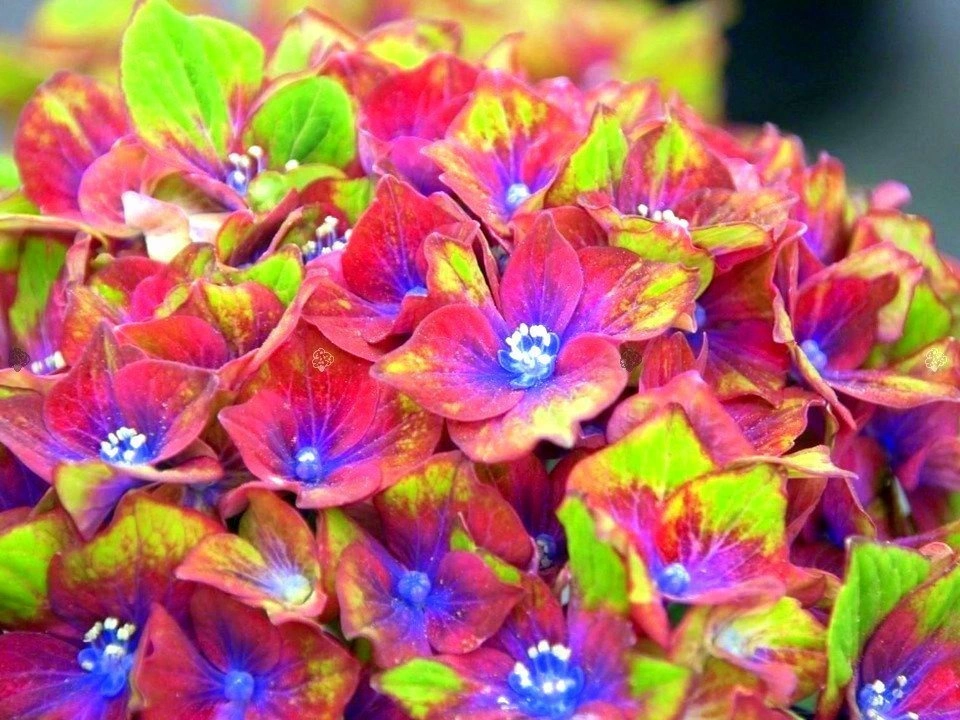 Hortensja ogrodowa Schloss Wackerbarth PBR Hydrangea macrophylla C5