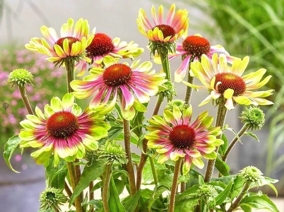 Jeżówka Green Twister Echinacea C2