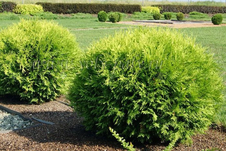 Tuja Globosa Aurea Thuja occidentalis C2