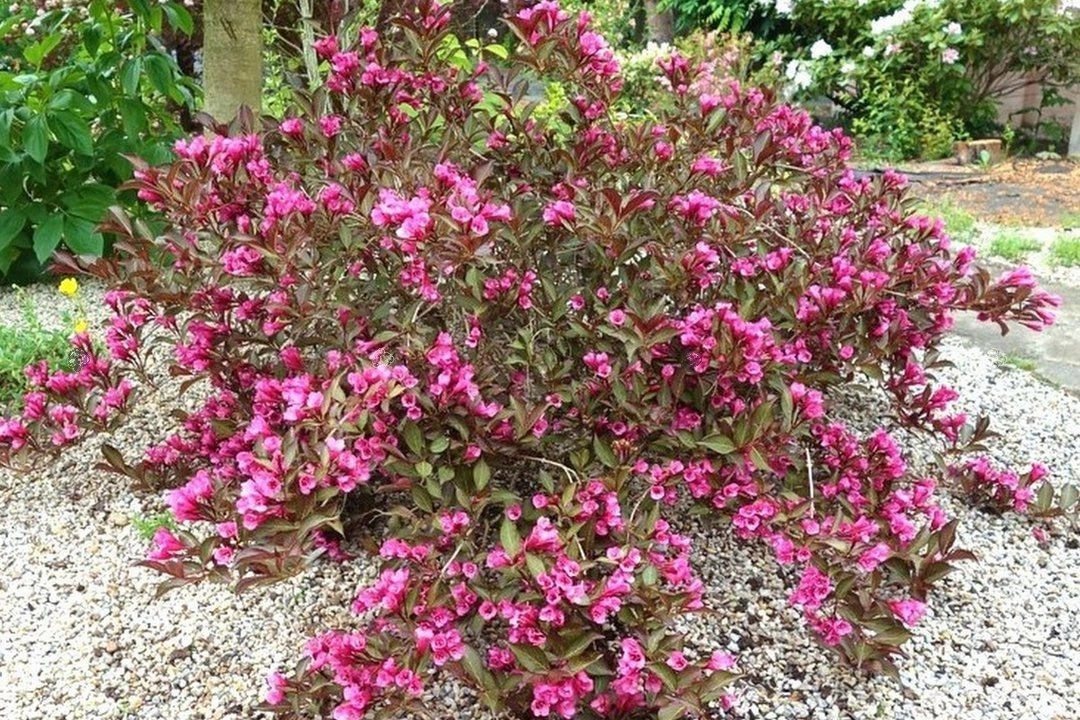 Krzewuszka cudowna Wine & Roses Alexandra PBR Weigela florida C3