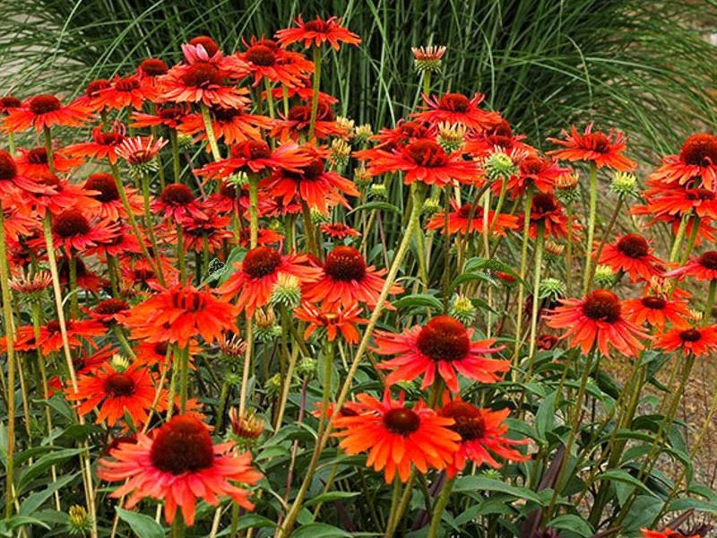 Jeżówka Hot Lava PBR Echinacea hybrida C2