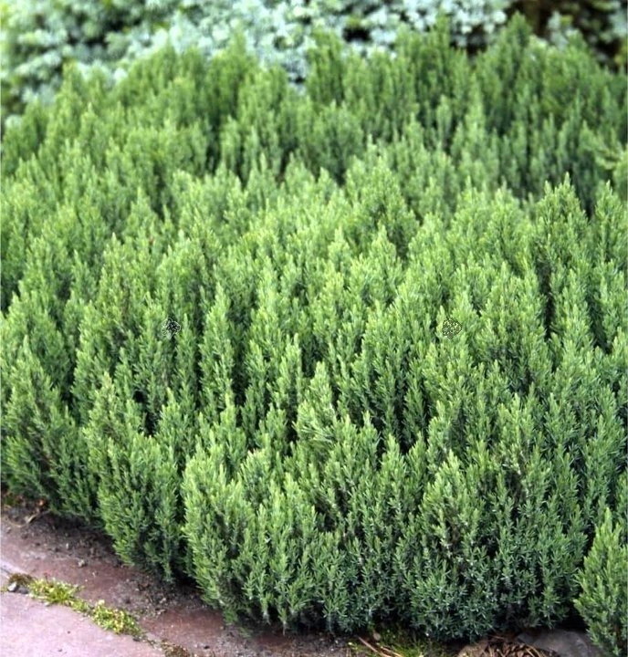 Jałowiec płożący Blue Forest Juniperus horizontalis C2
