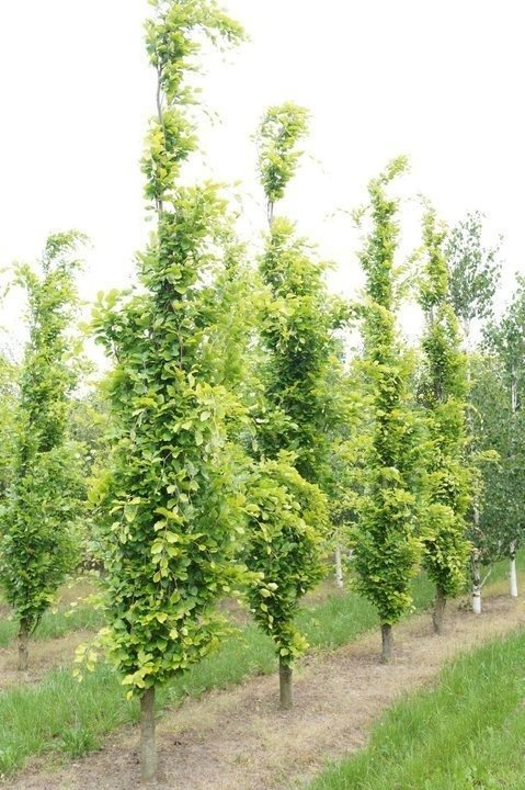 Buk pospolity Dawyck Gold Fagus sylvatica C3